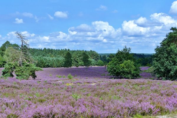 Wandern in der Lüneburger Heide: Wanderwege Lüneburger Heide - Wanderzauber